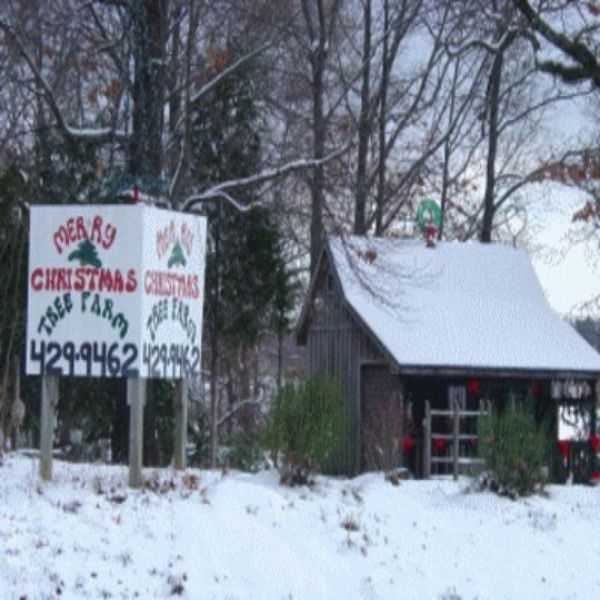 Merry Christmas Tree Farm | Visit DeSoto County